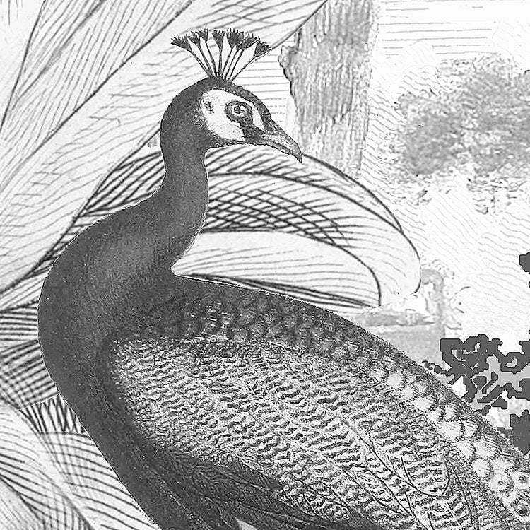 Flora and Fauna Wall Mural – Wallcrown Design Center Inc.